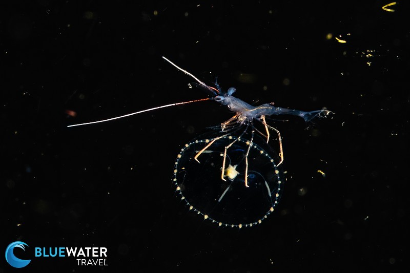 Blackwater Diving: An Adventure into the Abyss - Bluewater Dive Travel