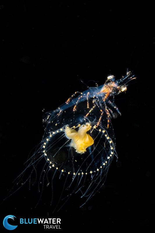 Blackwater Diving: An Adventure into the Abyss - Bluewater Dive Travel