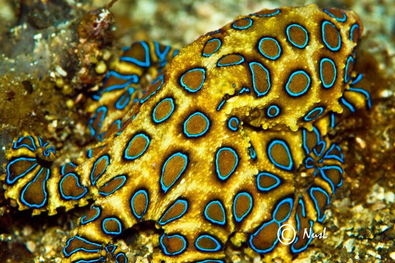 Kasawari Lembeh Resort Reviews & Specials | Bluewater Dive Travel