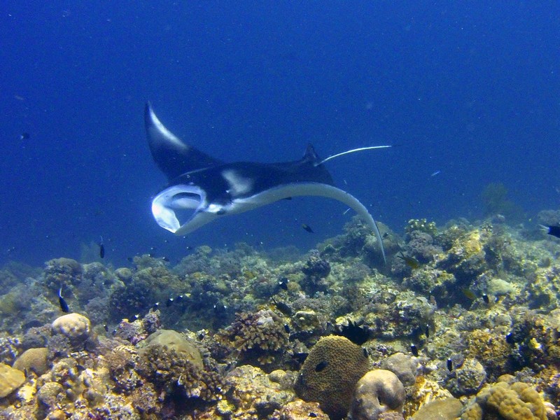 Stella Maris Explorer (All Star Liveaboards) Dive Liveaboard Review by ...