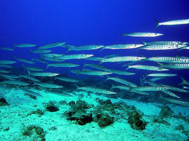 Okyanus Blue Yachting - Bluewater Dive Travel